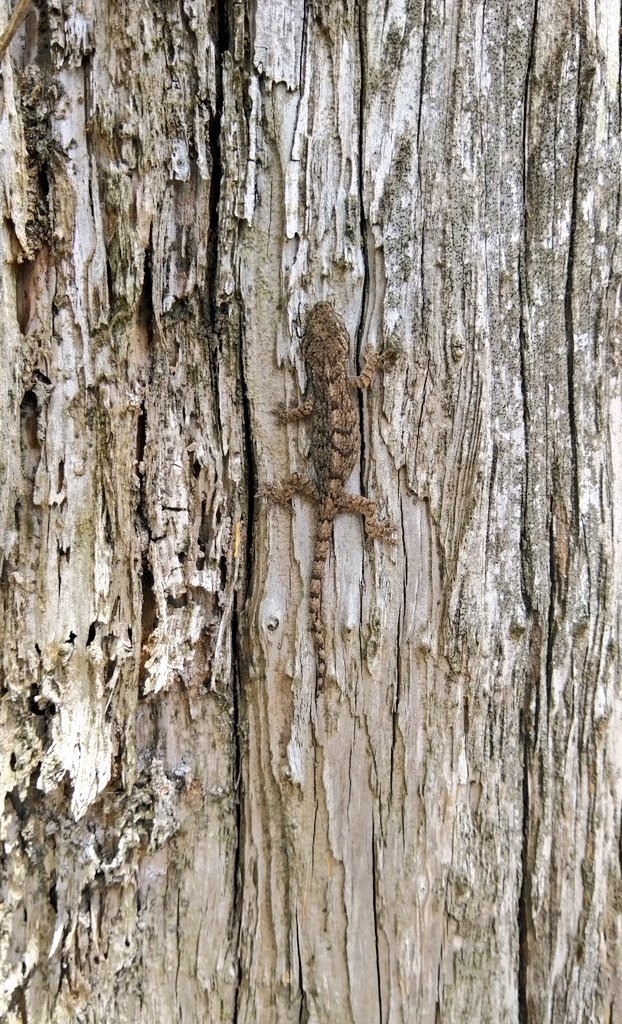 Japanese Giant Gecko from 日本 〒613-0034 on May 08, 2020 at 11:17 AM by ...