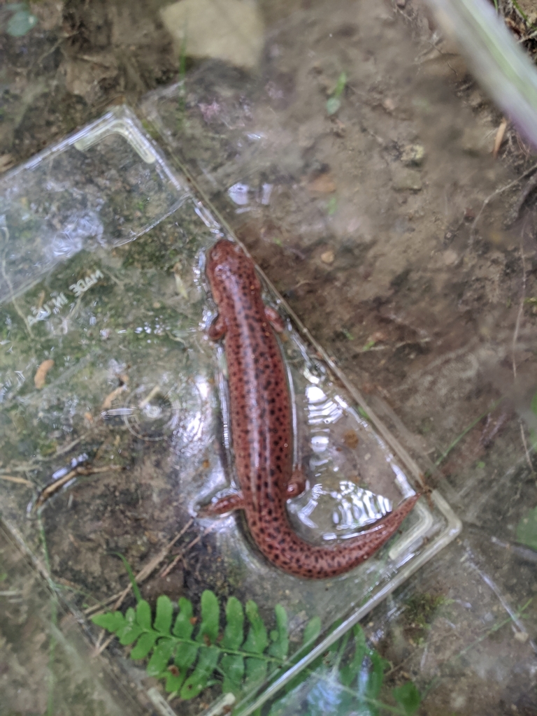 Southern Red Salamander from Tuscumbia, AL 35674, USA on April 26, 2020 ...