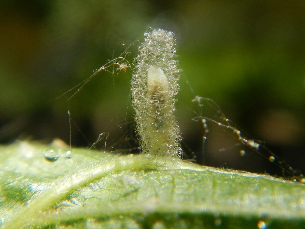 Winged and Once-winged Insects from 71711 Murr, Germany on May 07, 2020 ...