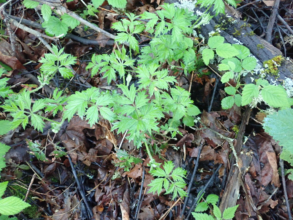 Cutleaf Blackberry from Cougar Mountain, Bellevue, WA, USA on May 07 ...