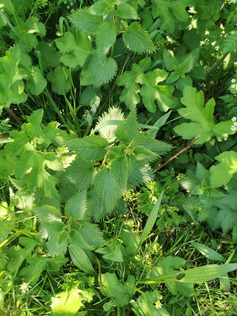 great stinging nettle from Basford Hall College (Stop CI10), Cinderhill ...