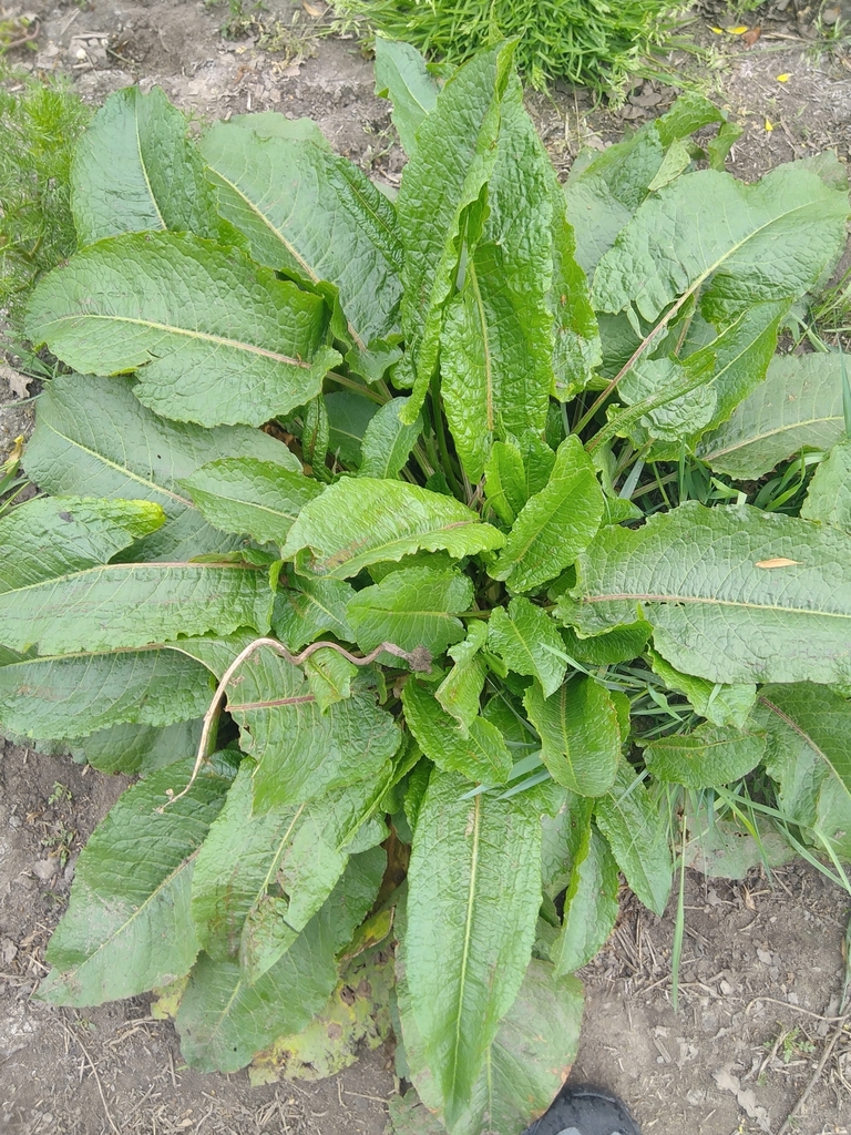 Rumex from Hale, Speke, Liverpool L24 5RJ, UK on May 8, 2020 at 09:27 ...