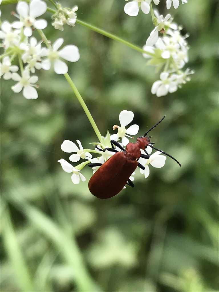 Common Cardinal Beetle from Great Britain, Dunmow, England, GB on May 8 ...