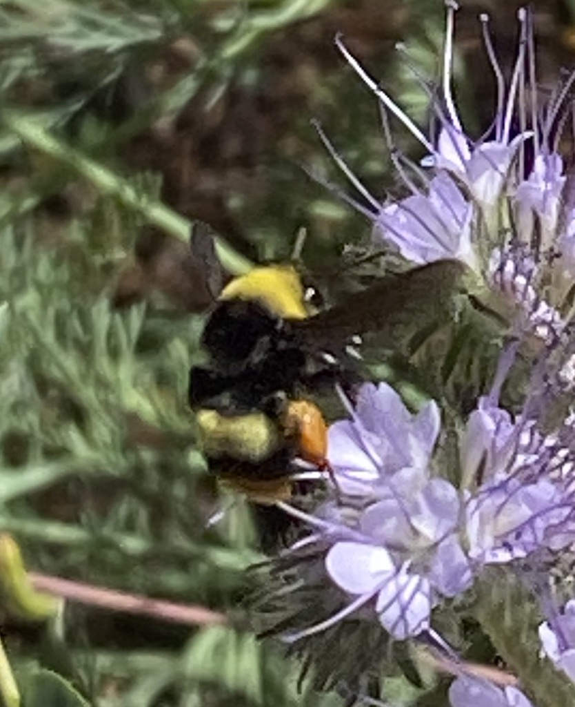 Crotch's Bumble Bee in May 2020 by Craig Fiehler · iNaturalist