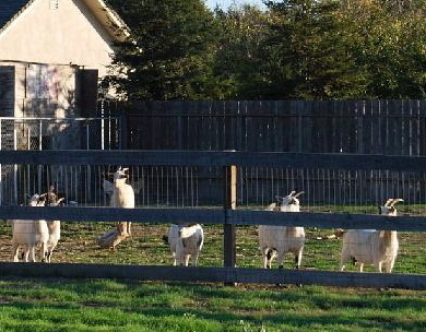 Domestic Goat in November 2009 by triplep220. These goats were kept in ...