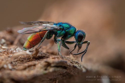 Chrysis gracillima · iNaturalist