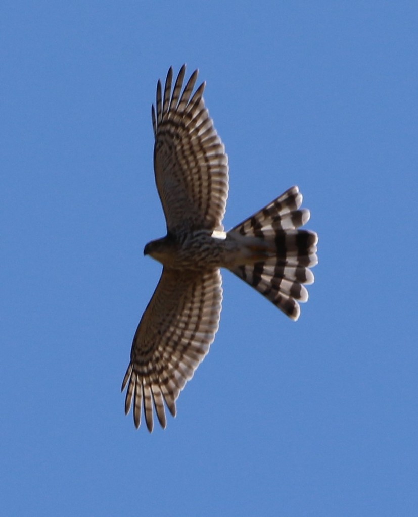 Sharp-shinned Hawk from Lake Cuyamaca, California 92036, USA on October ...