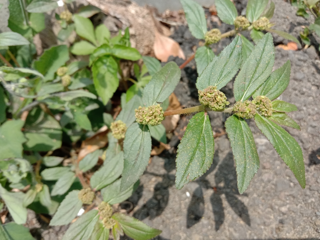 Asthma plant from 330台灣桃園市桃園區西埔里 on May 9, 2020 at 11:17 AM by Birder ...