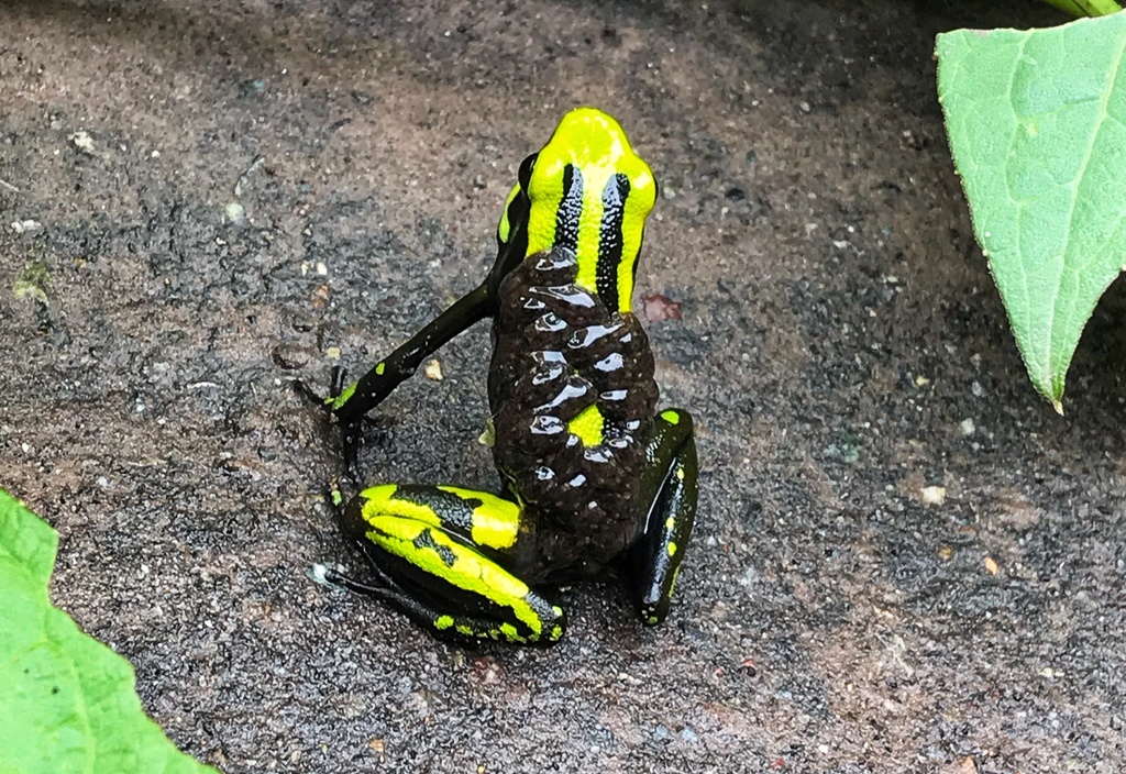 Three-striped Poison Frog from San Martín, PE on February 27, 2020 at ...