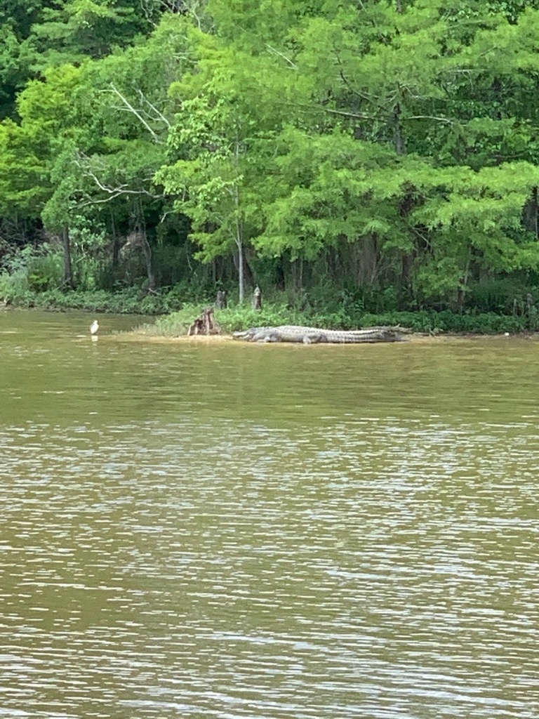 American Alligator from Lake Houston, Houston, TX, US on May 09, 2020 ...