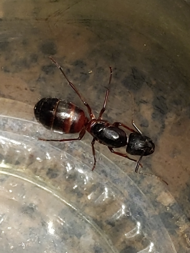 Bicolored Carpenter Ant from Willits, CA 95490, USA on May 09, 2020 at ...
