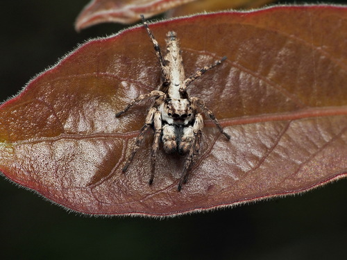 Genus Cocalus · iNaturalist