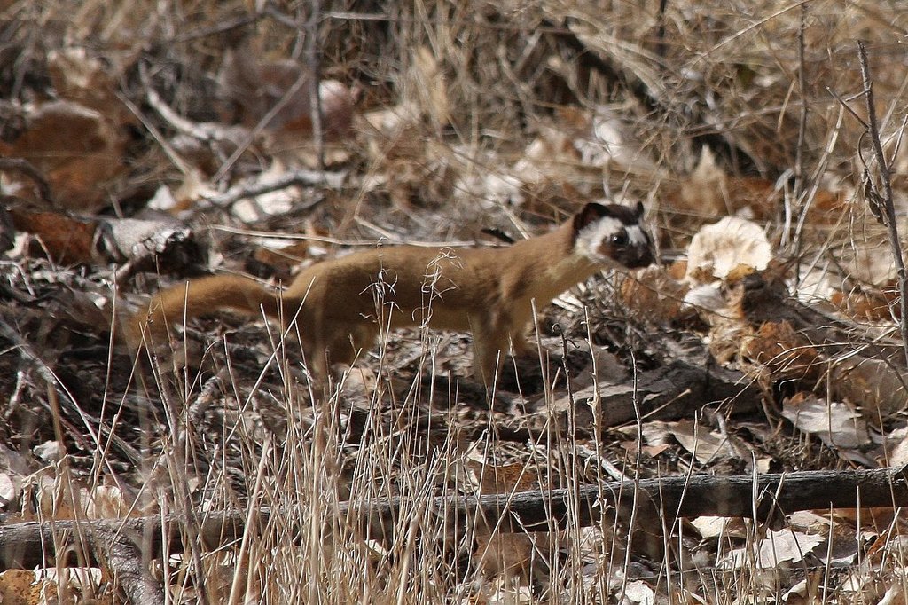 New Mexican Long-tailed Weasel from Rio Grande Nature Center, New ...