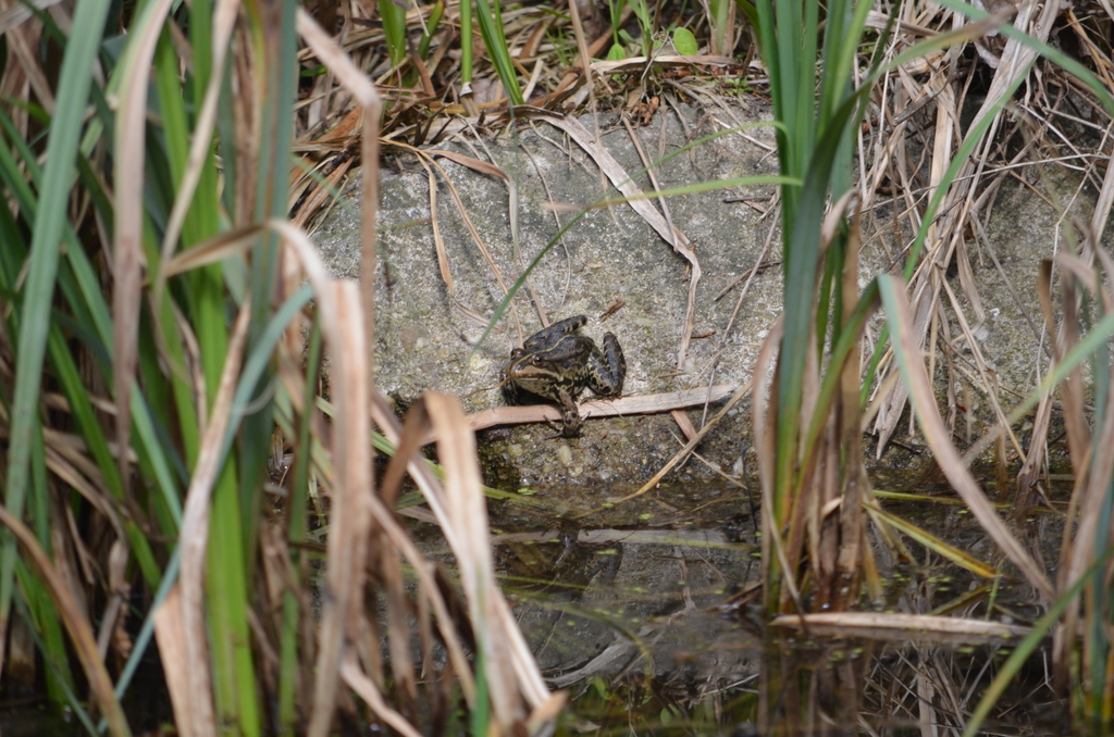 Water Frogs from Südwest, Leipzig, Germania on May 09, 2020 at 10:40 AM ...