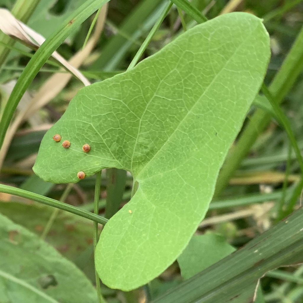 Byasa alcinous alcinous in May 2020 by swallowtail73 · iNaturalist
