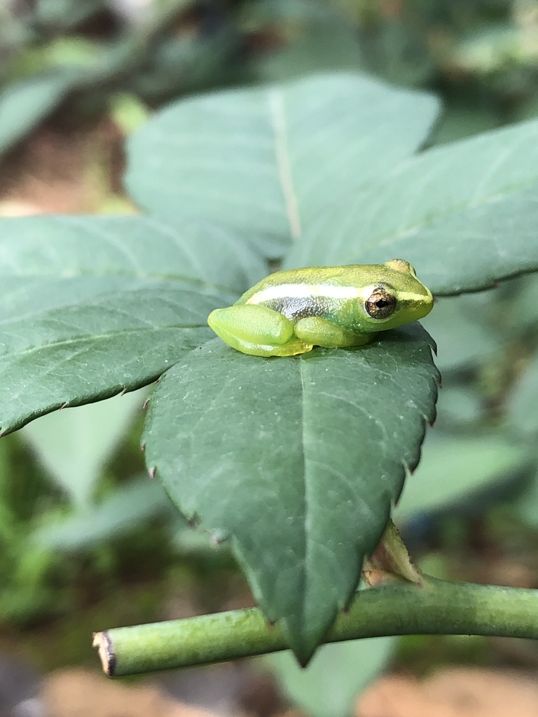 Riggenbach's Reed Frog from Adamawa, CM on May 9, 2020 at 09:50 AM by ...