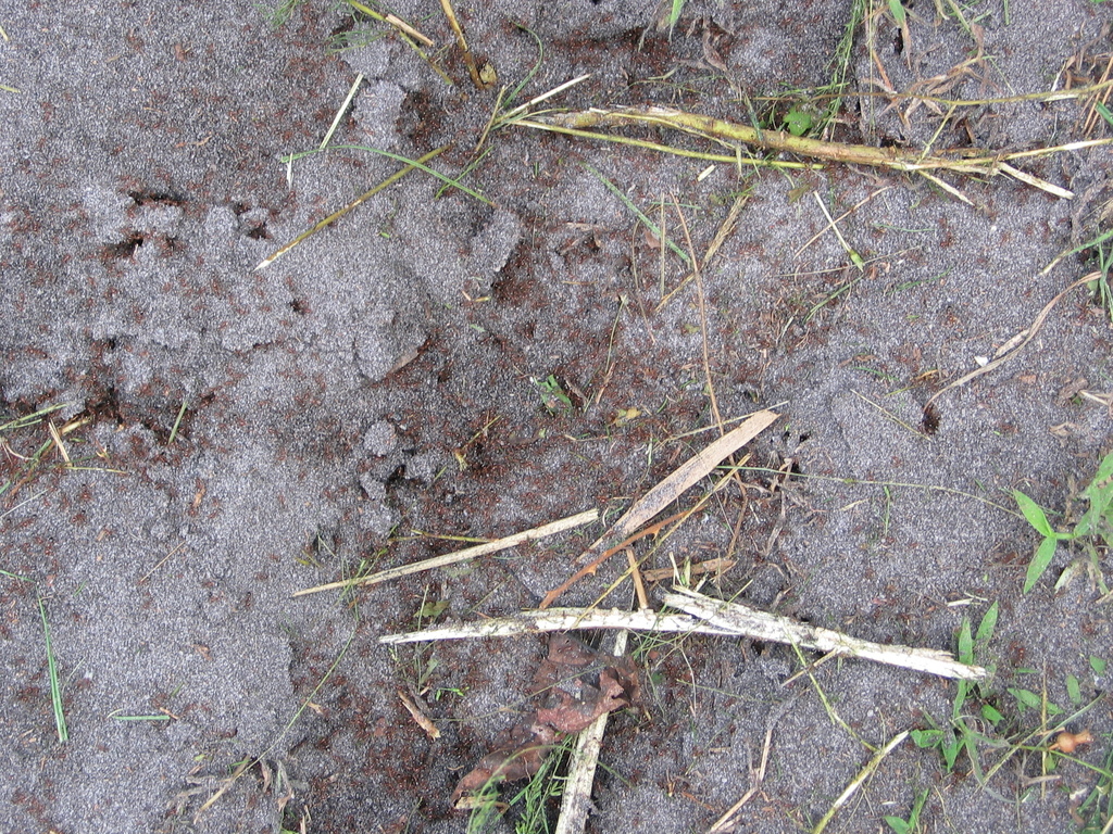 Red Imported Fire Ant from Alachua County, FL, USA on October 2, 2003 ...