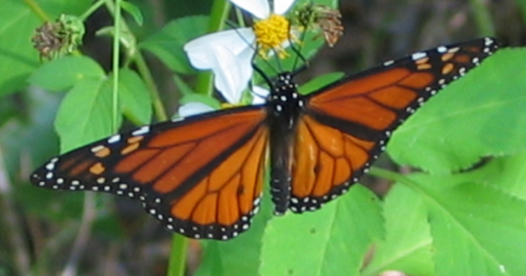 Monarch from Alachua County, FL, USA on October 4, 2003 at 05:05 PM by ...