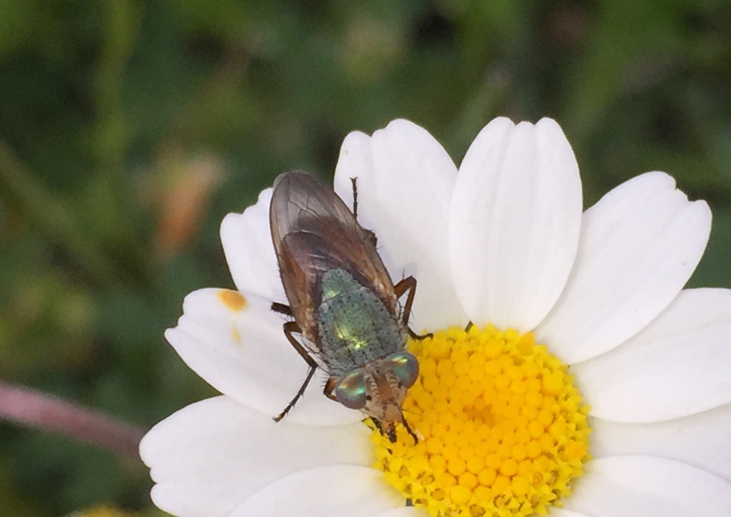 Rhyncomya from Vlora, AL on May 7, 2020 at 06:25 PM by Aleksander ...