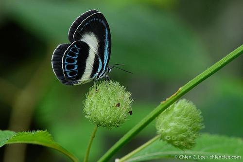 Danis glaucopis · iNaturalist