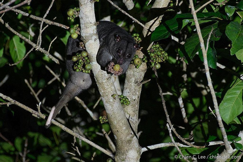 Northern Common Cuscus from Raja Ampat, Papua Barat, Indonesia on ...