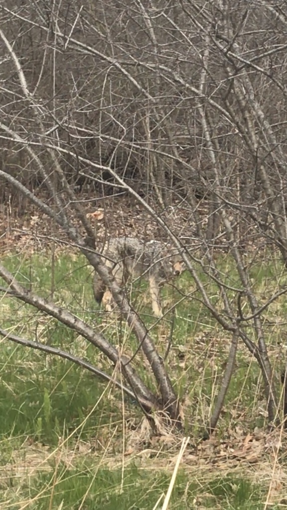 Coyote from The Queensway, Toronto, ON, CA on May 9, 2020 at 02:21 PM ...