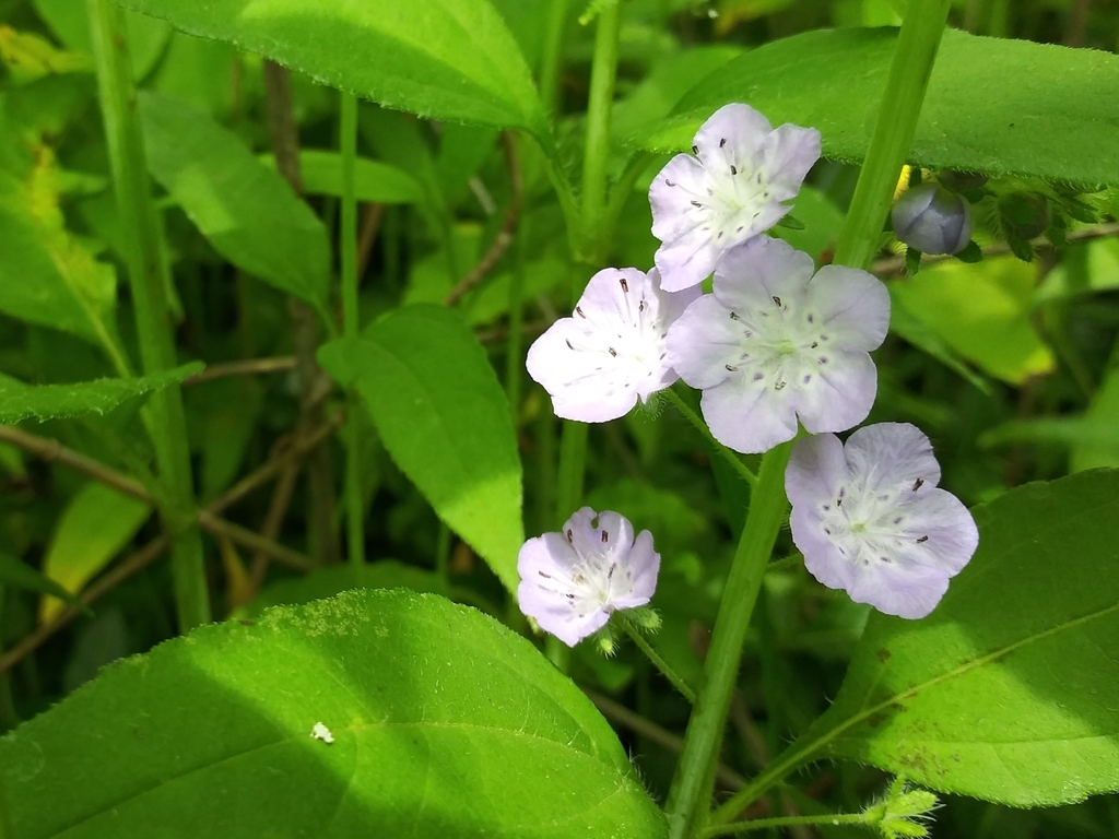 Texas baby blue eyes from Redings Mill, MO 64804, USA on May 9, 2020 at ...