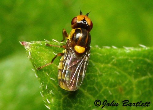 Chlorops pumilionis · iNaturalist