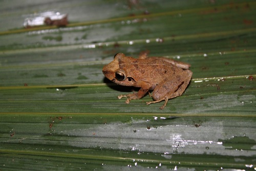 Throated Robber Frog (Pristimantis citriogaster) · iNaturalist United ...