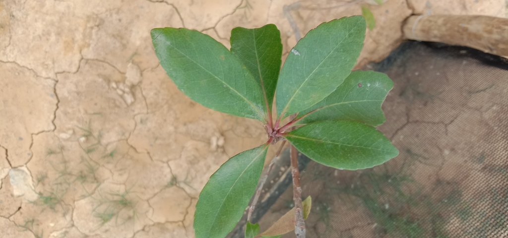 Sexton's Bride in May 2020 by Birder Guo · iNaturalist