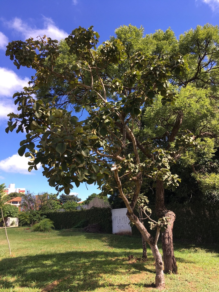 Pekea Nut from SMPW, Brasília, DF, BR on May 10, 2020 at 11:02 AM by ...