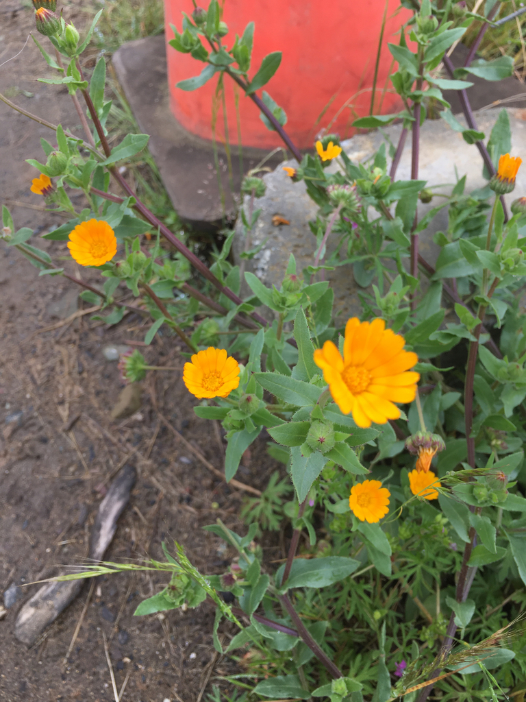 pot marigold from Presidio, Presidio of San Francisco, San Francisco ...