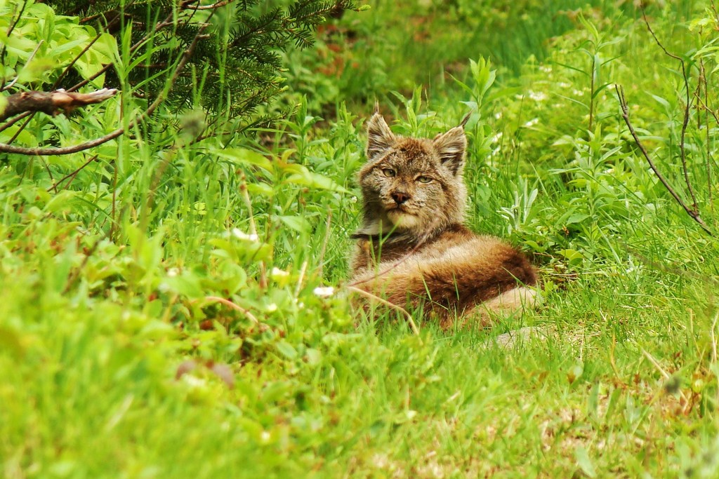 Canada Lynx from Victoria County, NS, Canada on June 21, 2010 by ...
