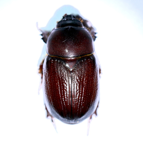 Tomarus neglectus · iNaturalist United Kingdom