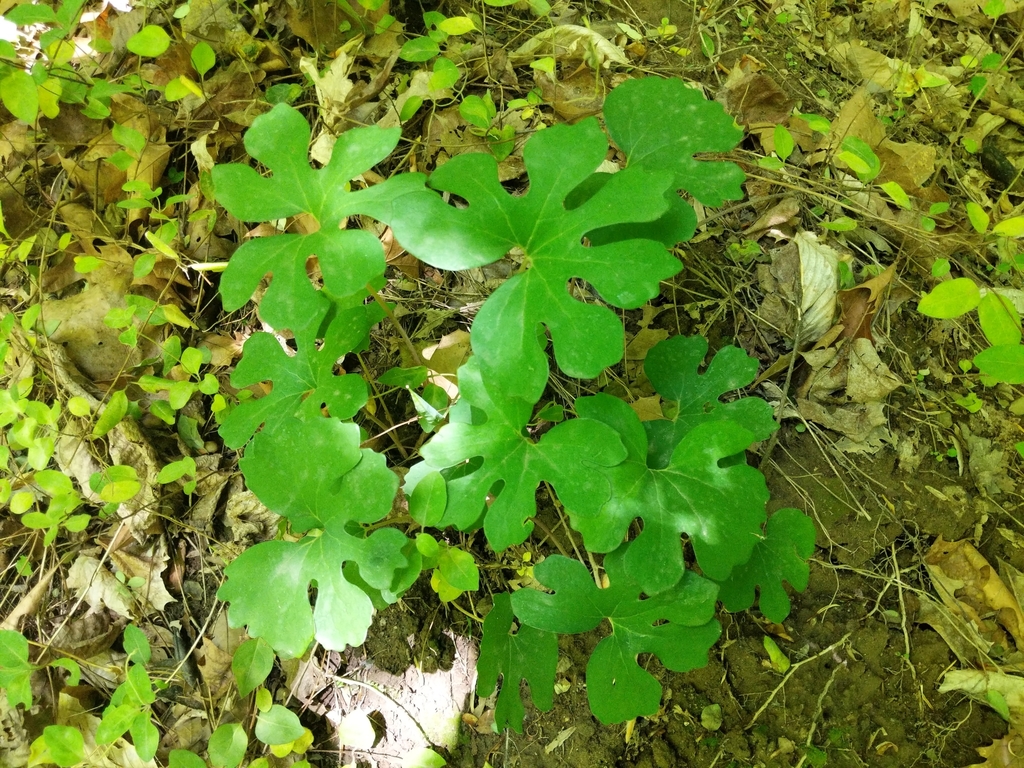 bloodroot from Carillon Woods on May 10, 2020 at 12:09 PM by McChesney ...