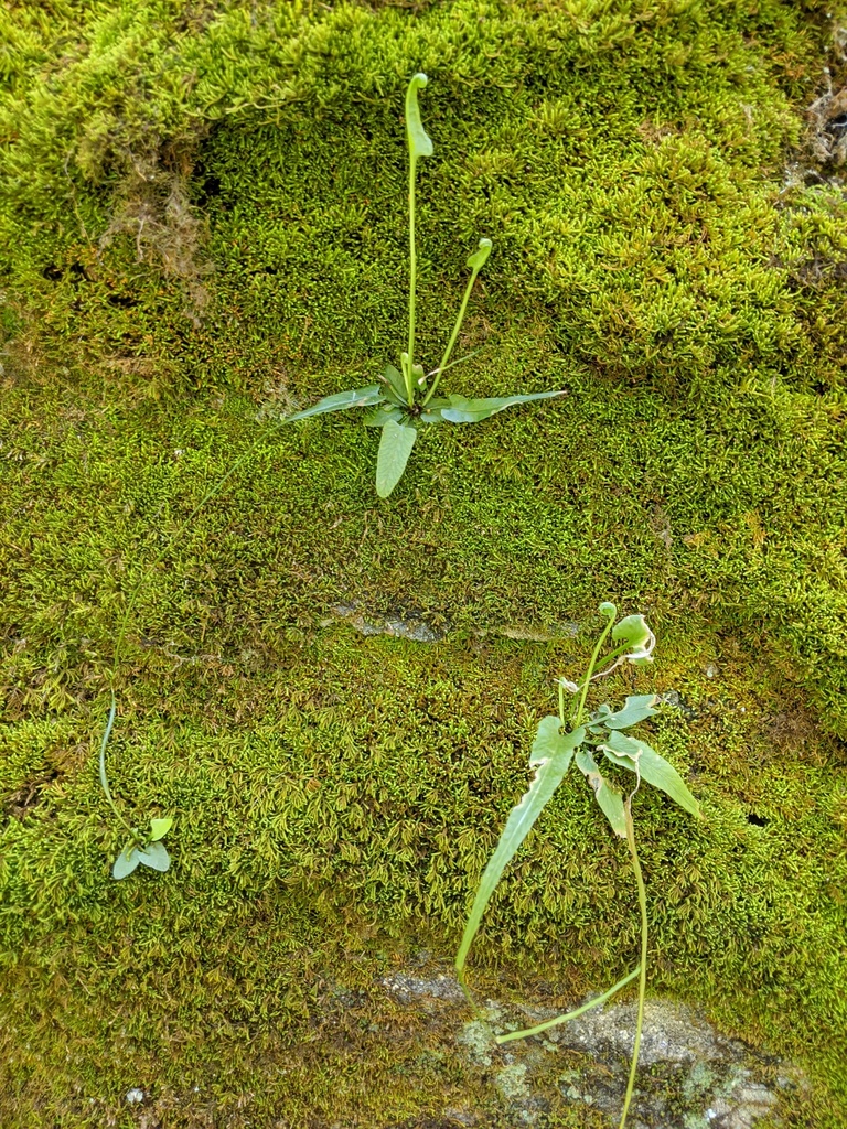 walking fern from Calverton, MD, USA on May 10, 2020 by bobby bauer ...