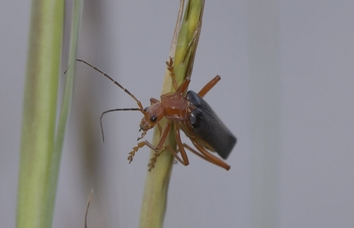 Armidia nobilissima · iNaturalist