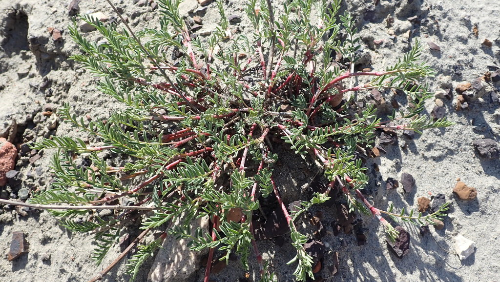 Two-grooved Milkvetch from Division No. 5, AB, Canada on May 9, 2020 at ...