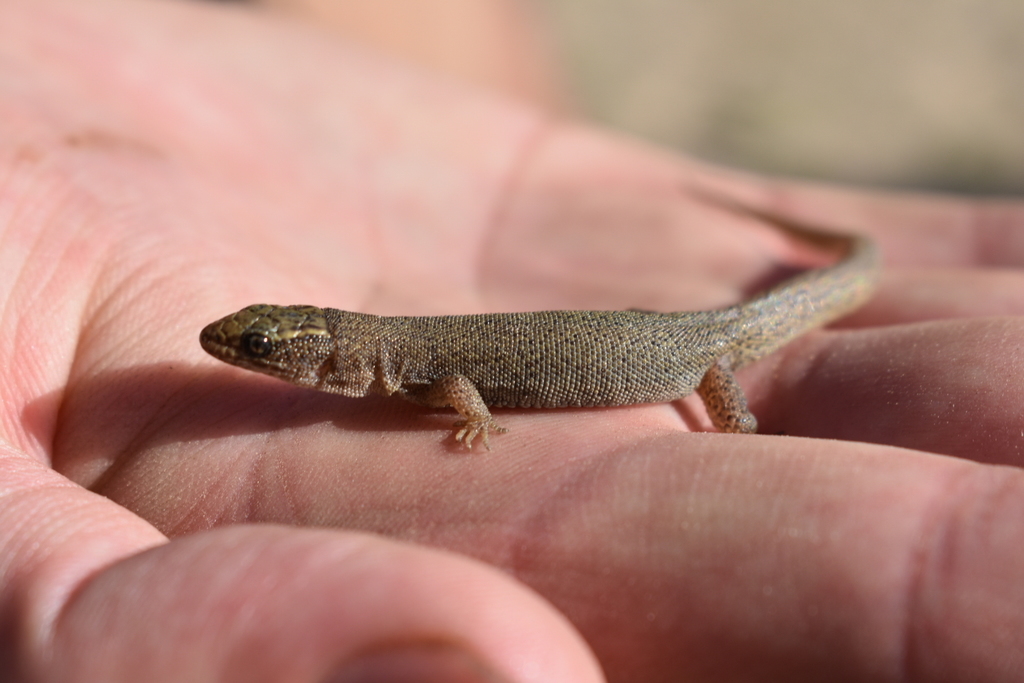 Desert Night Lizard in April 2020 by chris jensen. Seen with Tyson ...
