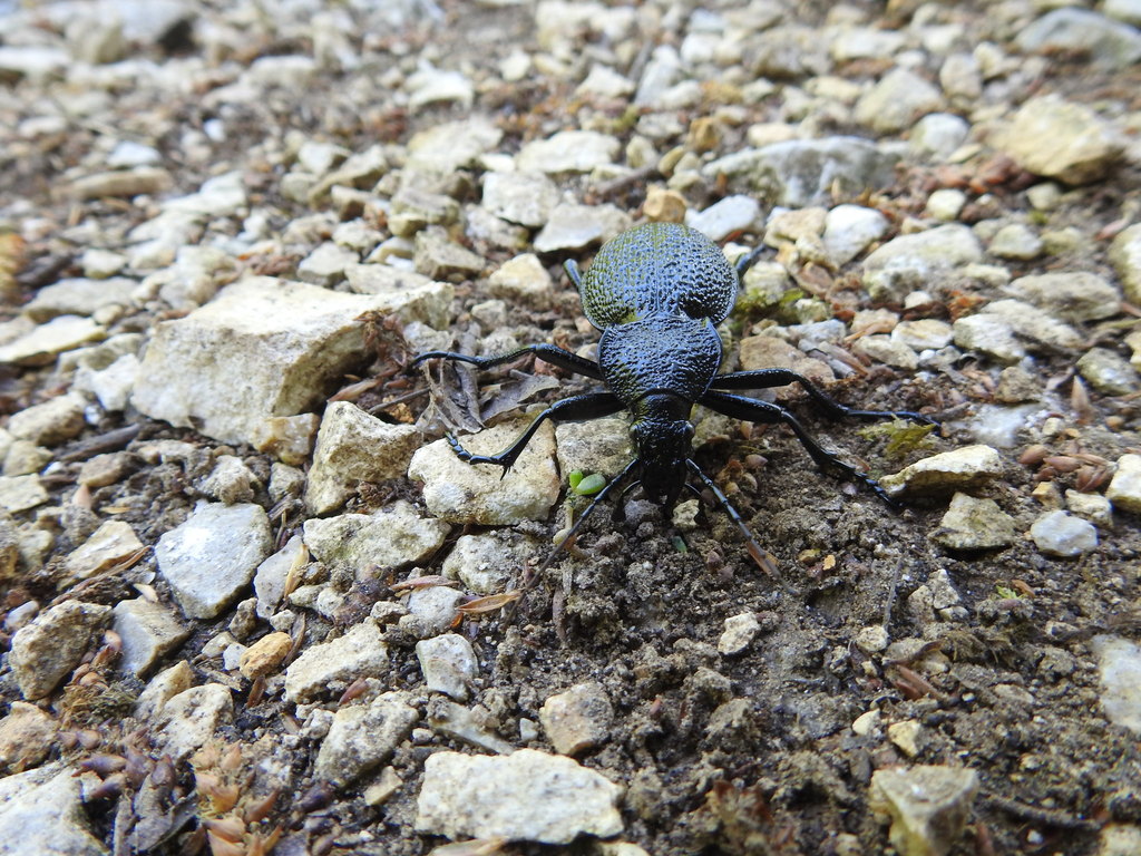 Carabus gigas from Senjak, Pirot, Serbia on May 10, 2020 by Danilo ...
