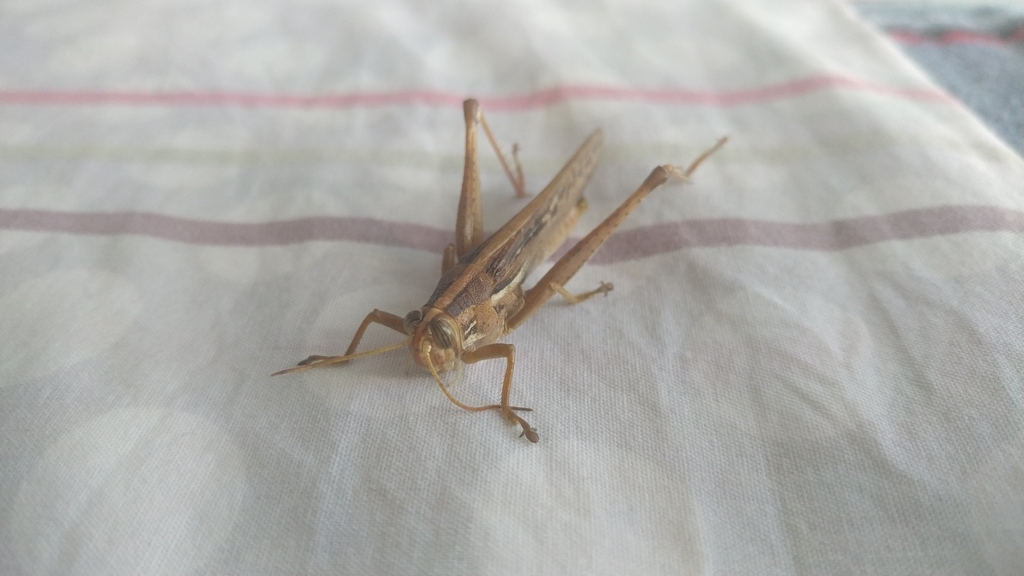 South American Locust from Jardim Aeroporto, Paulo Afonso - BA, Brasil ...