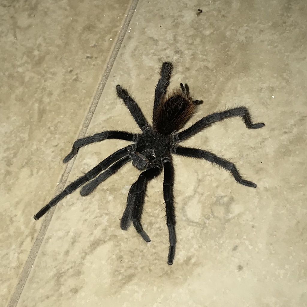 Metriopelma breyeri from Guanajuato, Guanajuato, GTO, MX on May 10 ...