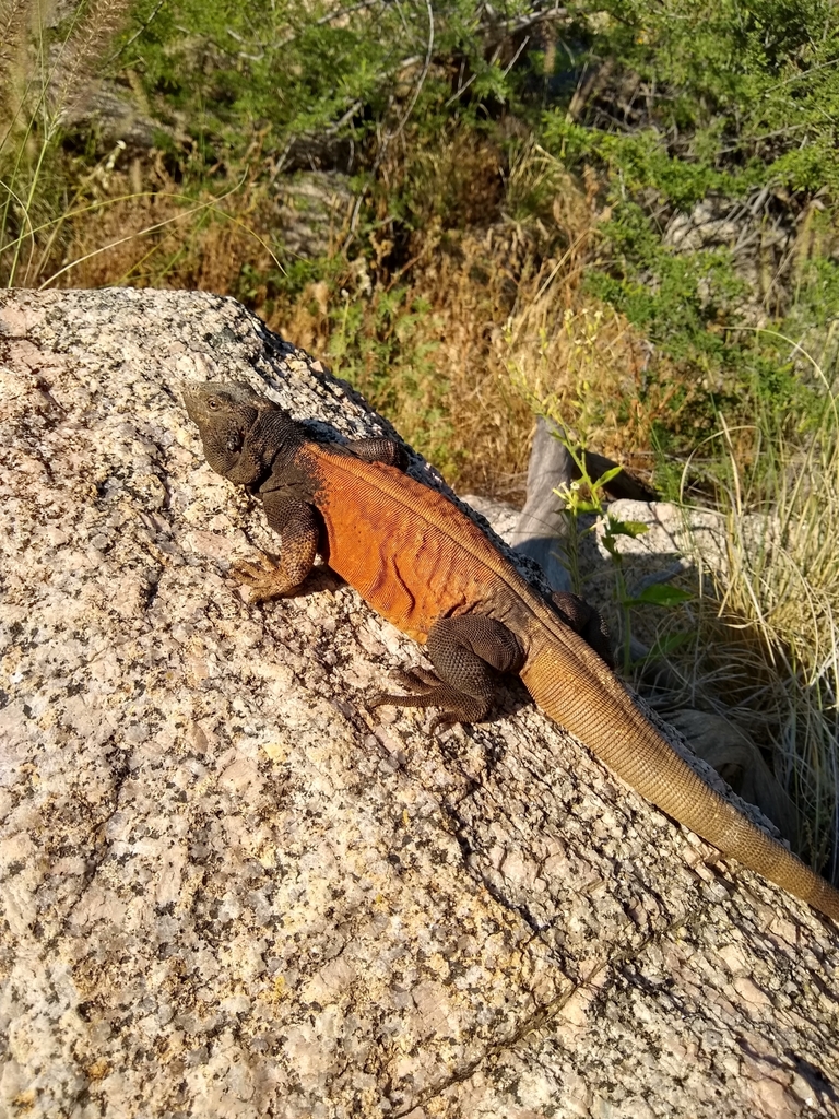 Common Chuckwalla from Maricopa County, US-AZ, US on May 10, 2020 at 05 ...