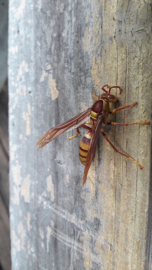 Executioner Wasp from San Vicente, El Salvador on October 3, 2017 by ...