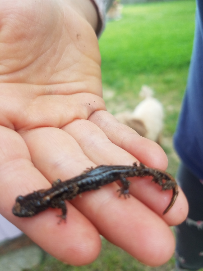 Wandering Salamander in May 2020 by David Reed · iNaturalist