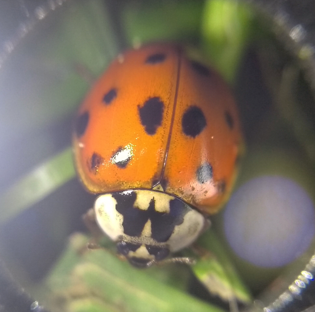 Asian Lady Beetle in May 2020 by mondaychild · iNaturalist