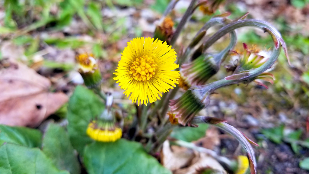 colt's-foot from Coltsfoot Jersey Shore, PA 17740, USA on April 28 ...