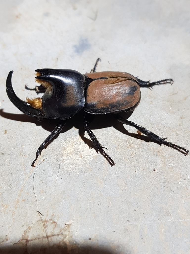 Diloboderus abderus from Santo Antônio da Patrulha on April 13, 2020 at 06:40 PM by Luciana ...