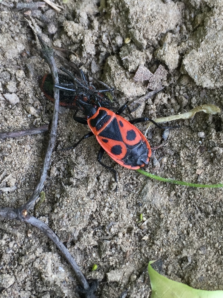 European Firebug from Borkut, Prešov, Prešovský kraj, SK on May 11, 2020 at 12:03 PM by Petra ...