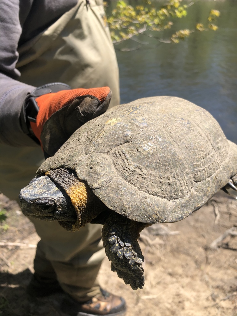 Wood Turtle in May 2020 by cerowcliffe. Male Wood Turtle observed ...